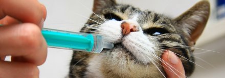 5 Best Dewormers for Cats - Sept. 2025 - BestReviews